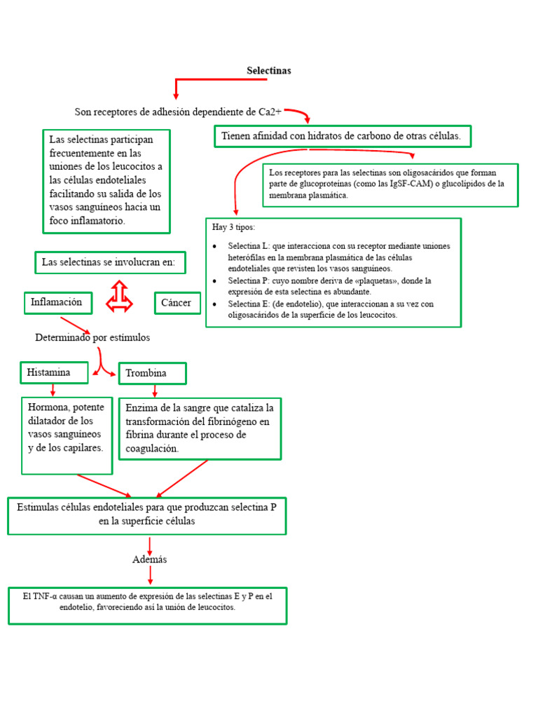 Selectinas | PDF | Adhesión celular | Inflamación