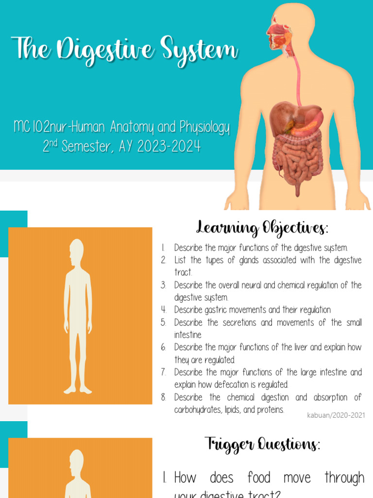 The Digestive System STUDENTS | PDF | Stomach | Digestion