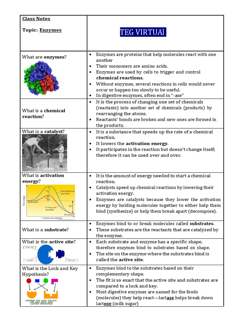 Enzyme Notes Pdf Enzyme Active Site