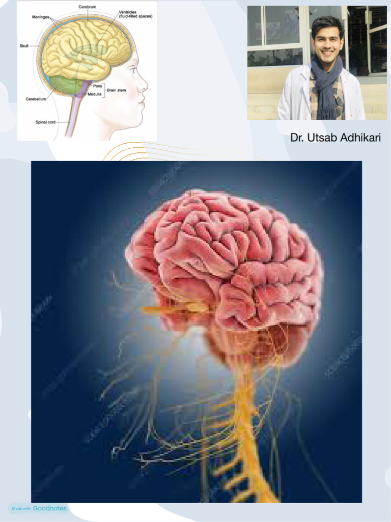 Nervous System Utsab Adhikari | PDF | Cerebrum | Cerebral Hemisphere