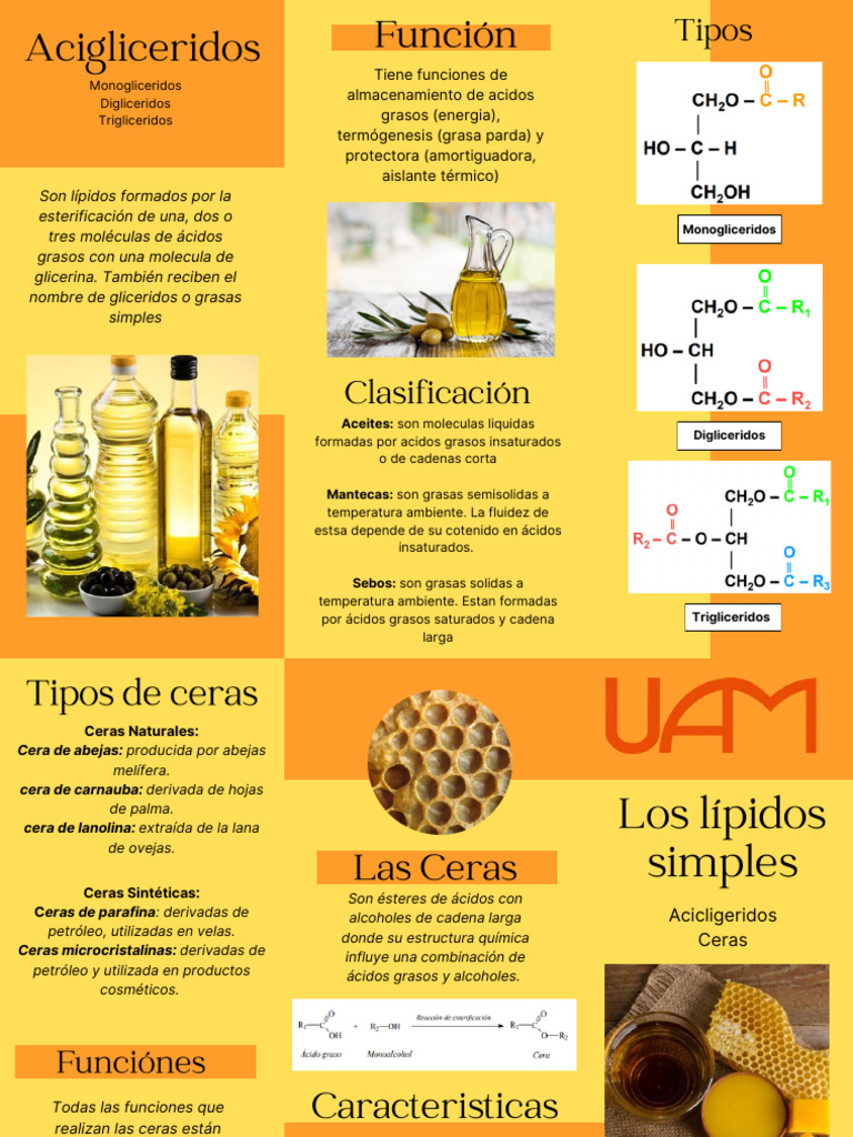 Lipidos Simples (Aciglicéridos y Ceras) | PDF | gordo | Cera
