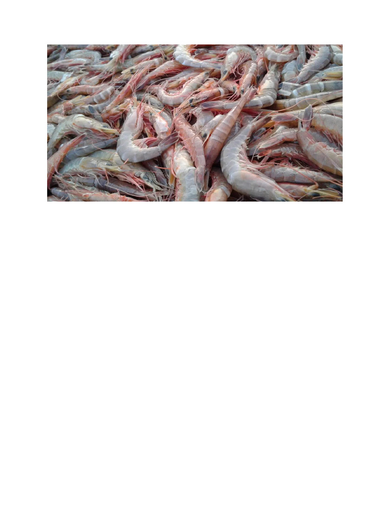 Udang 2 | PDF