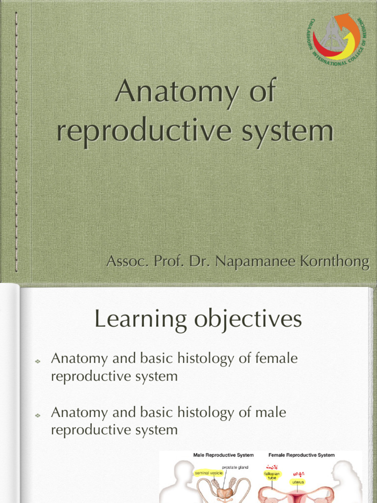 Anatomy of Reproductive System 2022 | PDF | Pelvis | Uterus