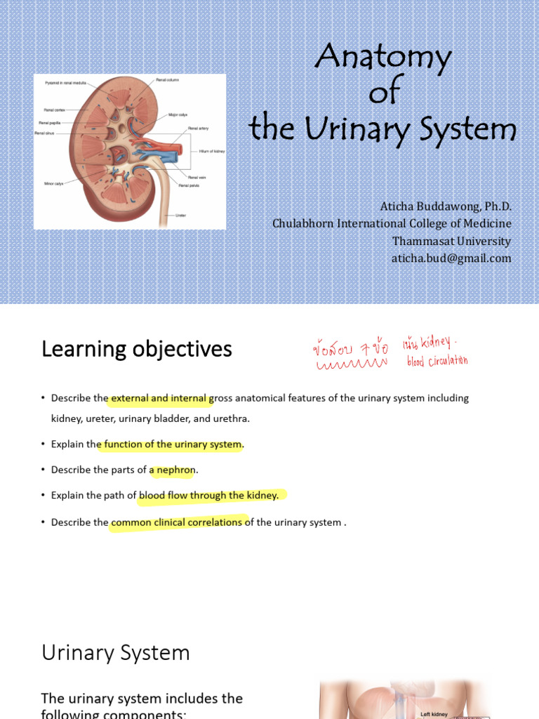 Anatomy of KUB | PDF | Kidney | Abdomen