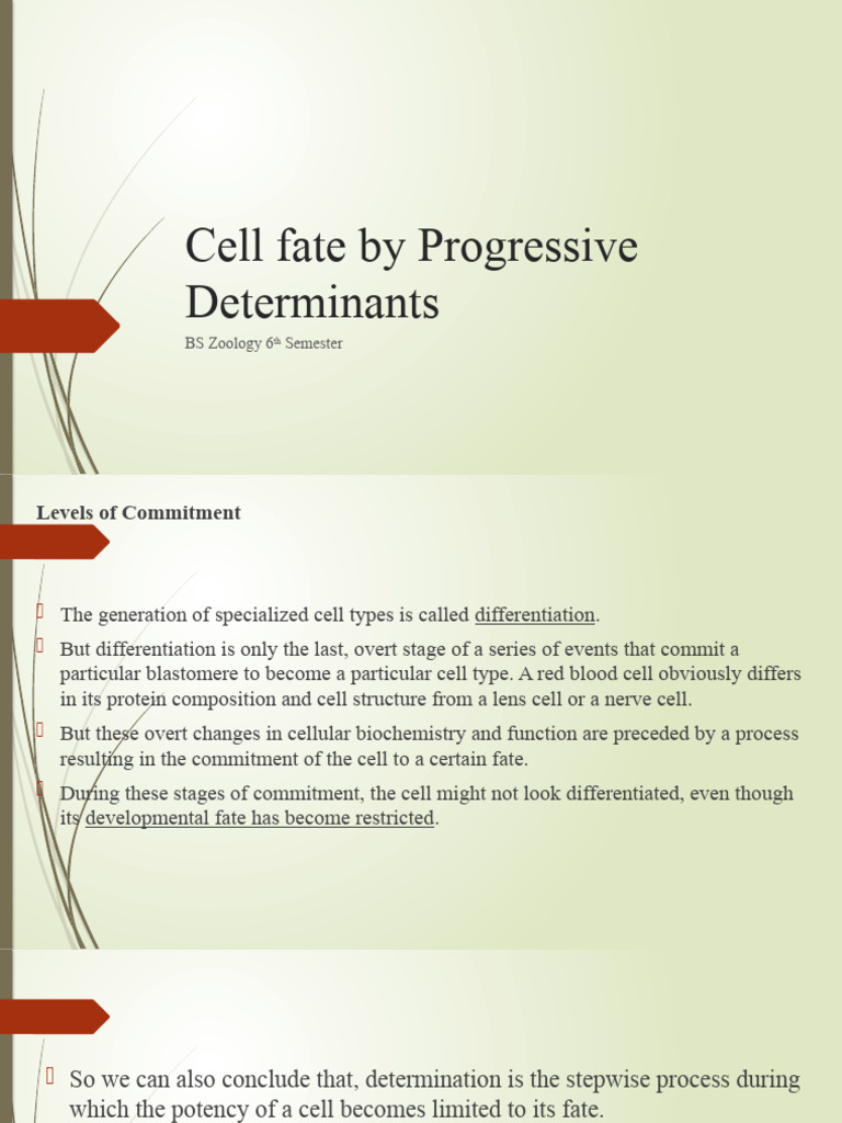 Cell Fate by Progressive Determinants | Download Free PDF | Cell Potency | Cellular Differentiation