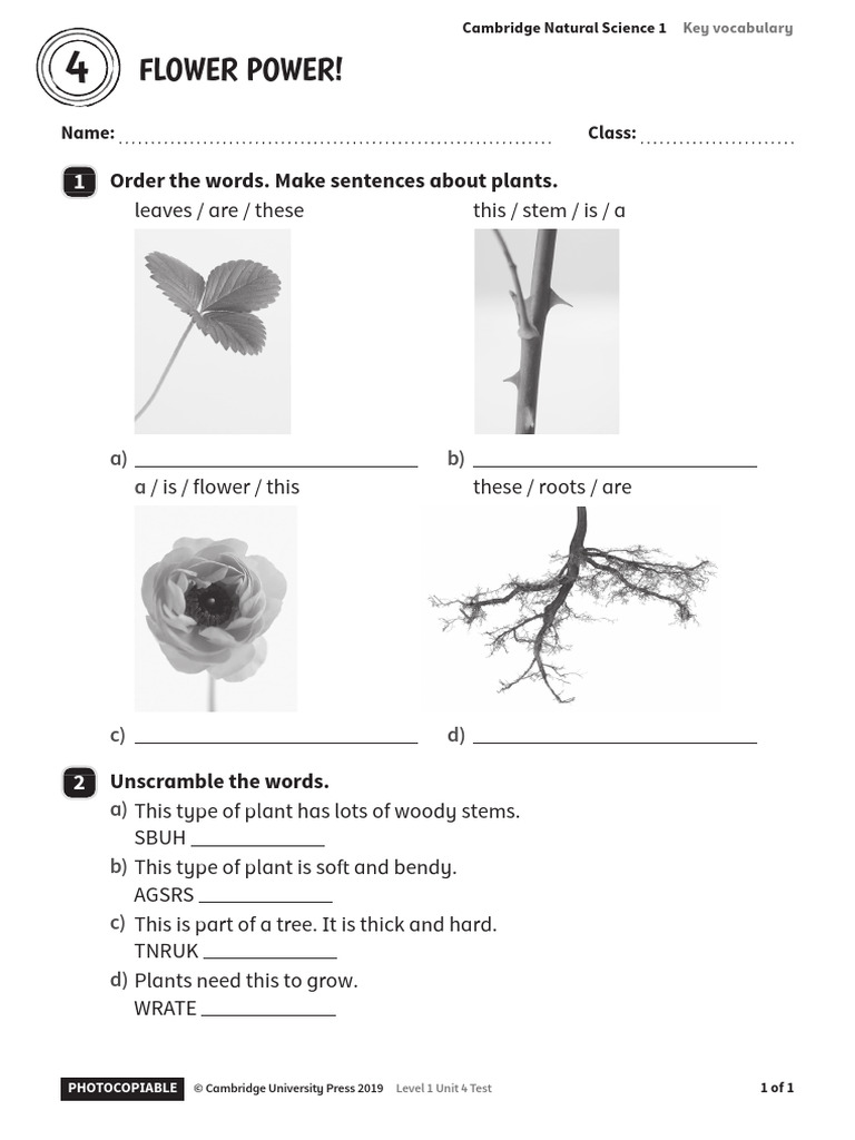 Unit 4 Sciences Worksheets | PDF | Plants | Plant Stem