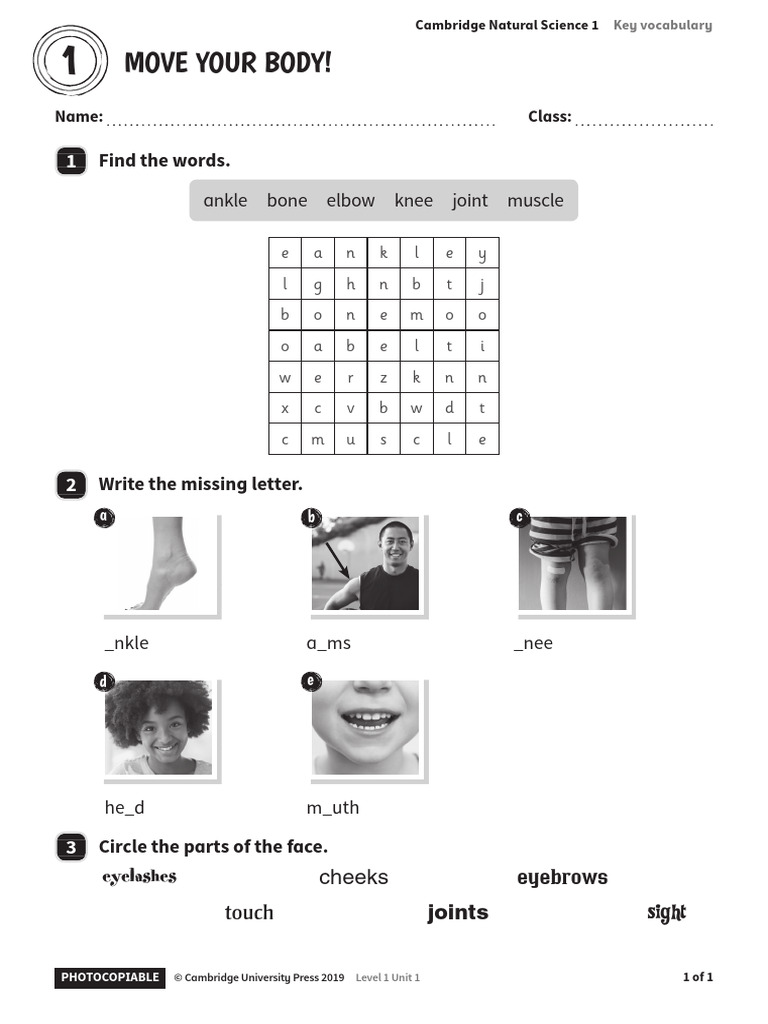 Unit 1 Science Worksheets Beatriz Díaz Gómez | PDF | Arm | Limbs (Anatomy)