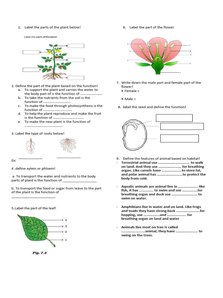 latihan grade 4-1 | PDF | Plants | Plant Nutrition