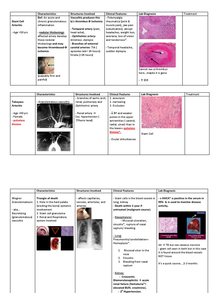 Lec 2 - Blood Vessels | PDF | Vein | Medical Specialties
