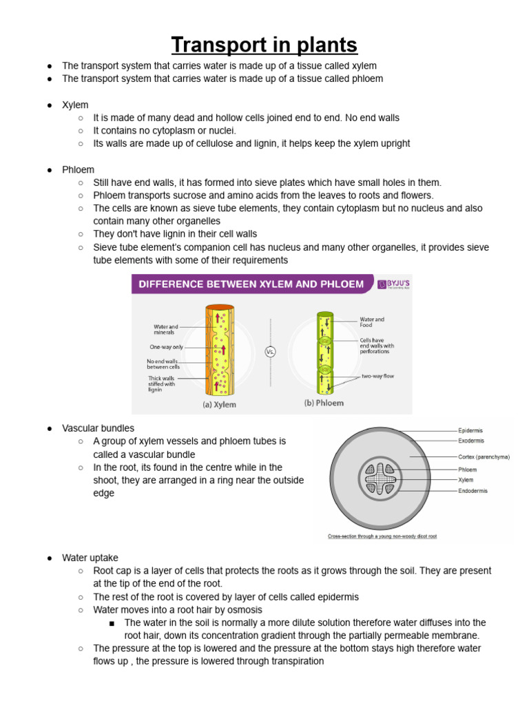 Transport in Plants | PDF | Tissue (Biology) | Root