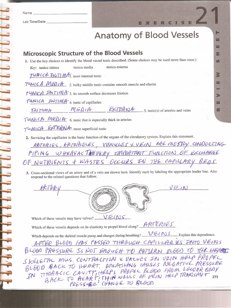 Lab Ex. 21 Review Sheet Answers0001 | PDF