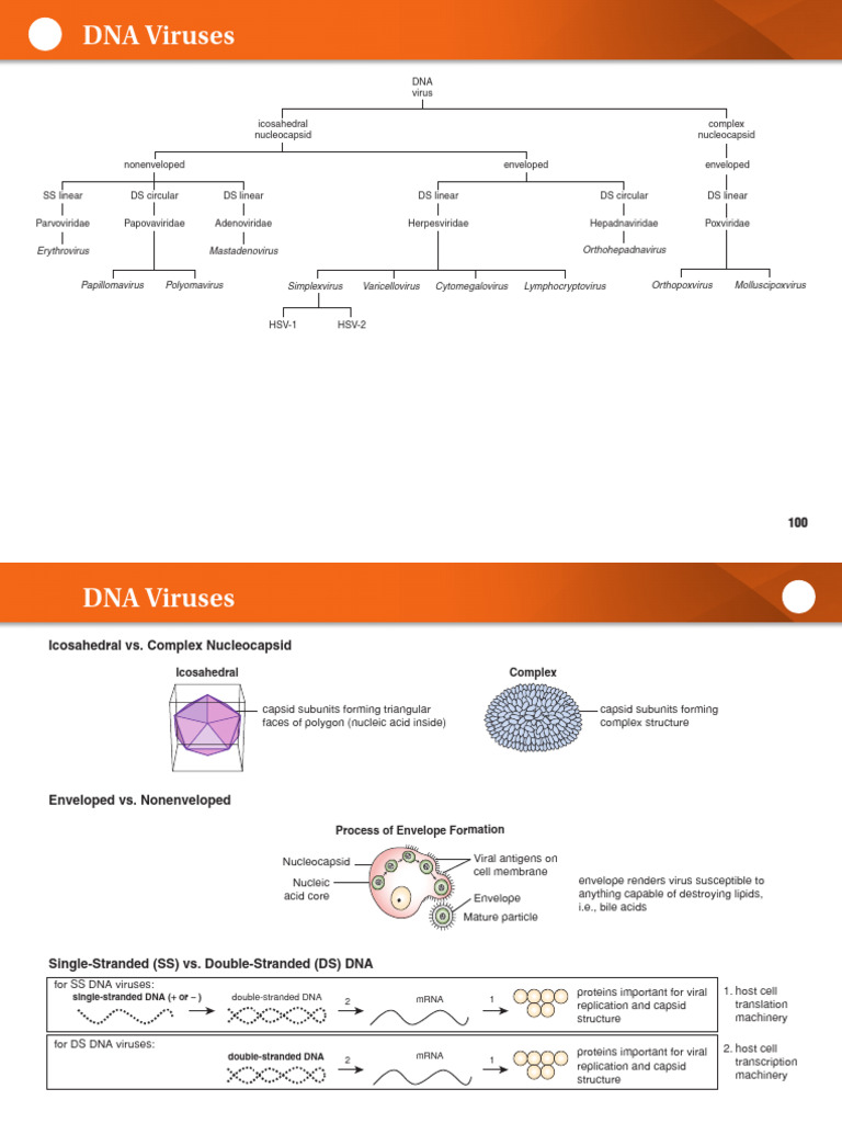 Dna Vurus | PDF | Adenoviridae | Virus
