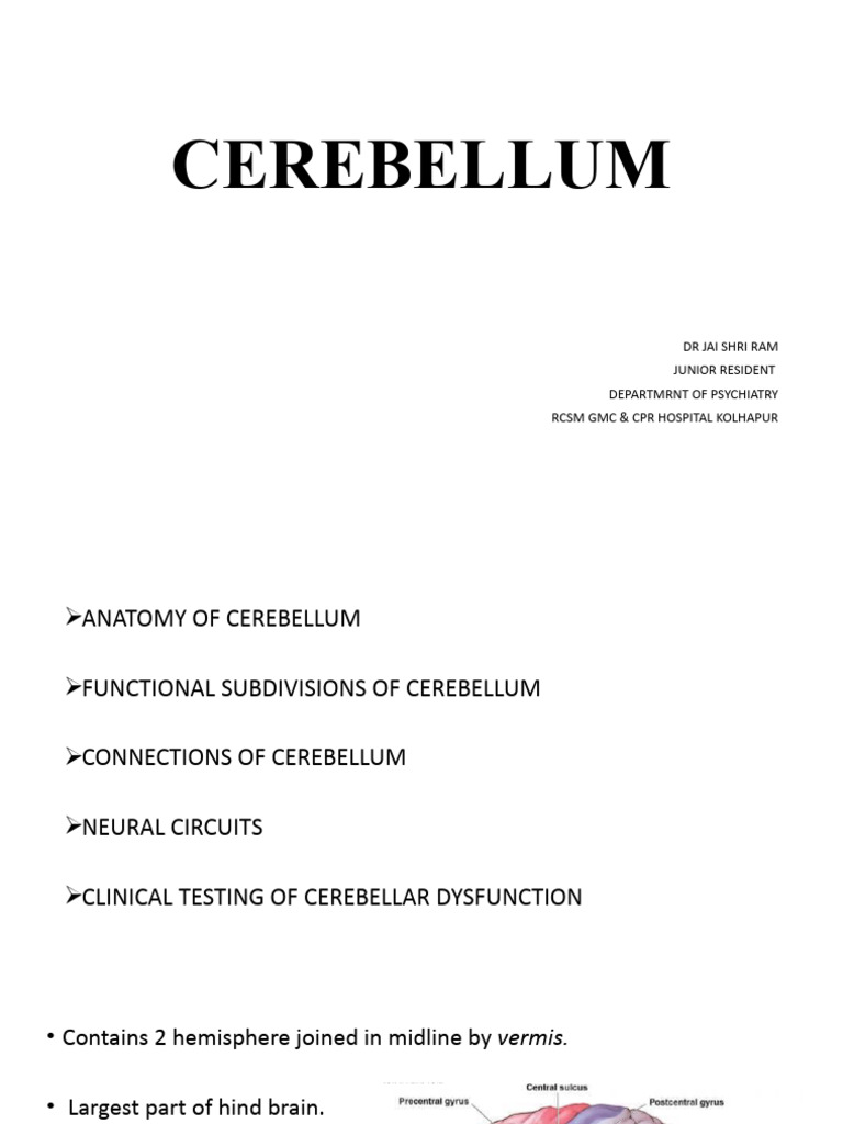 Cerebellum | Download Free PDF | Cerebellum | Human Anatomy