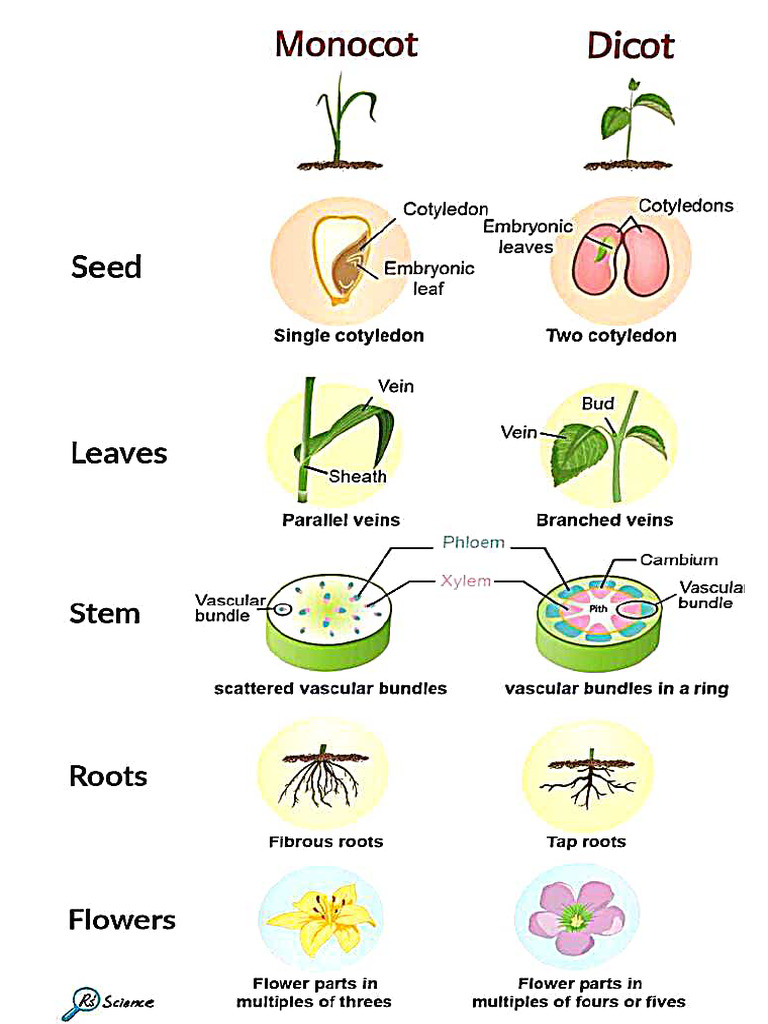 Monocot Vs Dicot | PDF