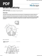 Lateral Sagittal Views of Sheep Brain | PDF | Cerebrum | Thalamus