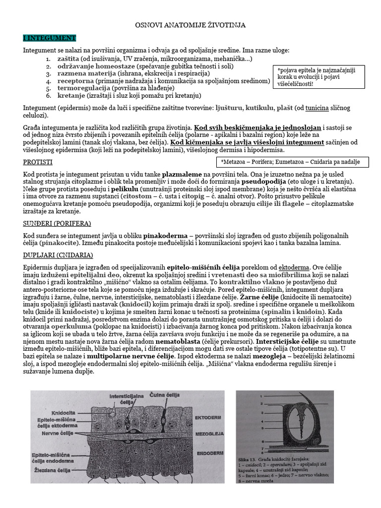 OAŽ (Skripta) | PDF