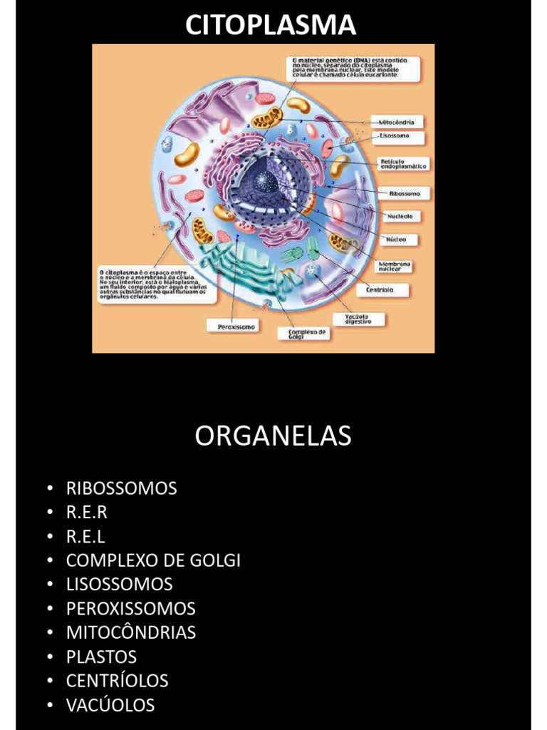 Estruturas e Funções do Citoplasma | PDF | Retículo endoplasmático ...