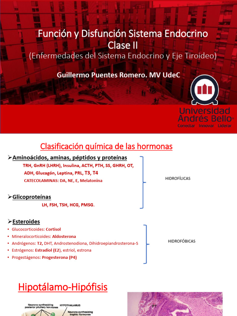 FyD Sistema Endocrino Clase 2 2024 | Descargar gratis PDF | Sistema endocrino | Hormona ...