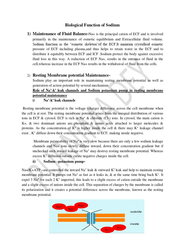 Sodium Function | PDF | Action Potential | Membrane Potential
