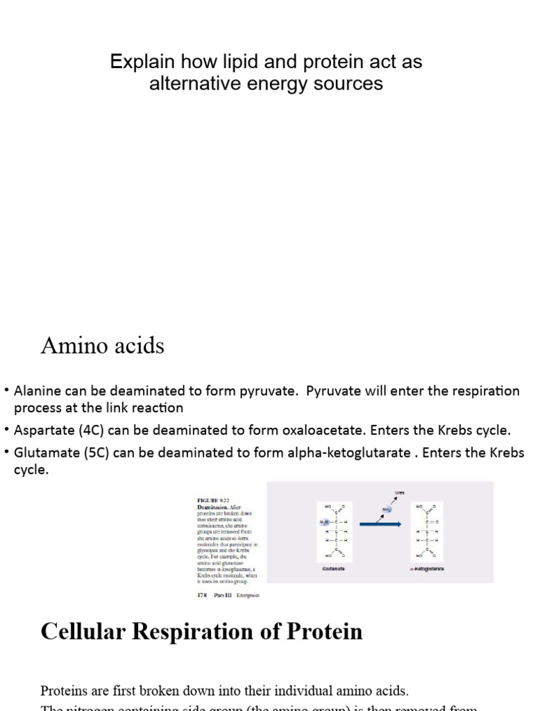 Lesson 6 Explain How Lipid and Protein Act As Alternative Substrates ...