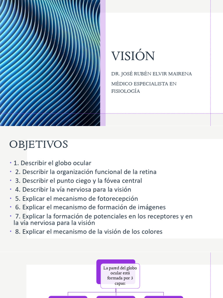Anatomía y Mecanismos del Ojo Humano | PDF | Ojo humano | Percepción visual