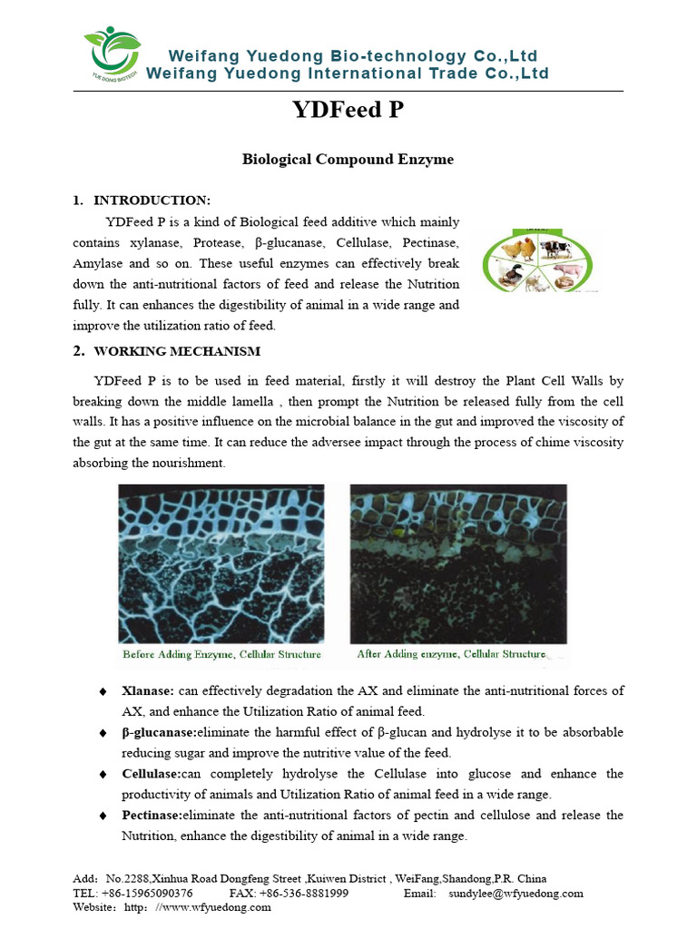 YDFeed P Compound Enzyme | PDF | Nutrition | Diet & Nutrition