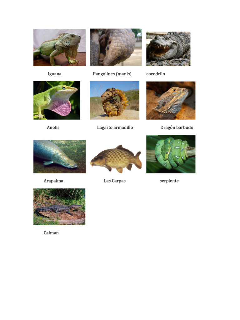 Animales Con Escamas y Plumas | PDF