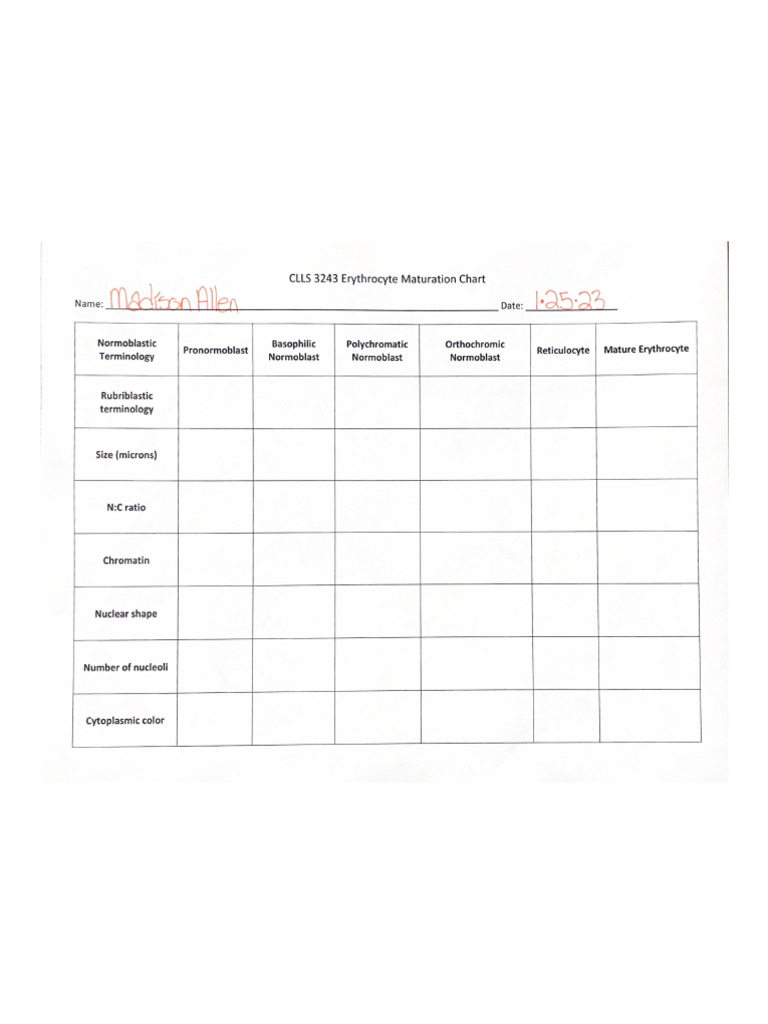 Erythrocyte Maturation Chart | PDF