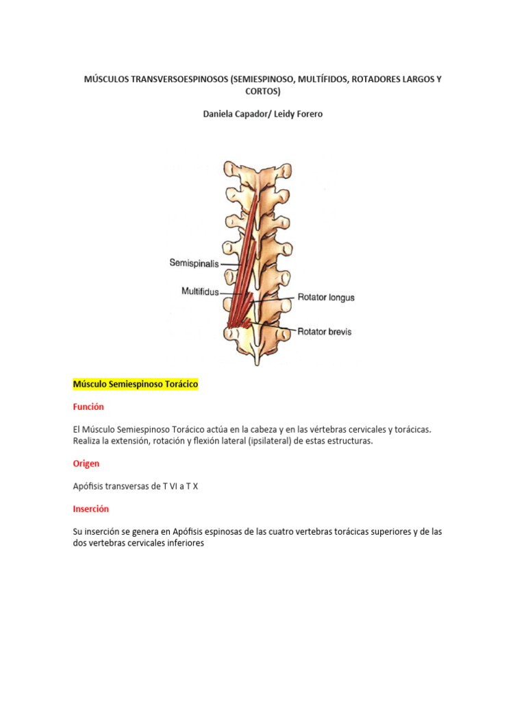 Funciones y Orígenes de Músculos Espinales | PDF | La columna vertebral ...