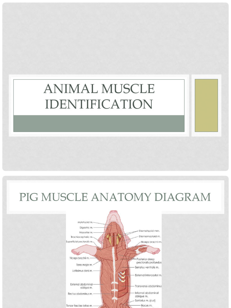Animal Muscle Anatomy Diagrams | PDF | Anatomical Terms Of Motion ...