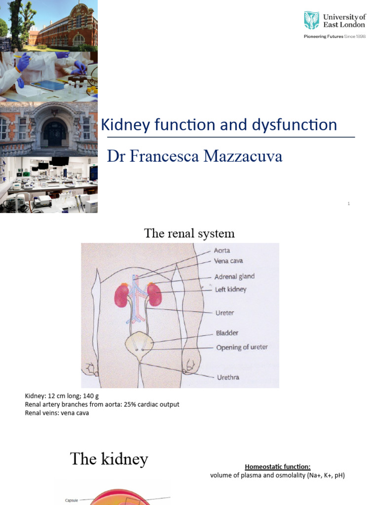 003-Kidney Function and Dysfunction | PDF | Creatinine | Kidney