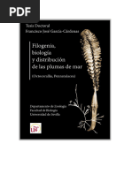 Modelo de Hill en contracción muscular | PDF | Músculo esquelético | Actina