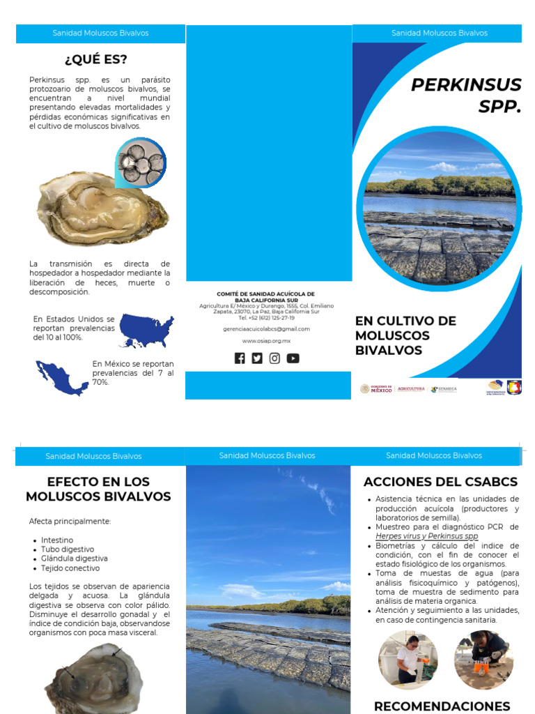 TRIPTICO CESAS PERKINSUS.pptx | PDF | Bivalvia | Moluscos