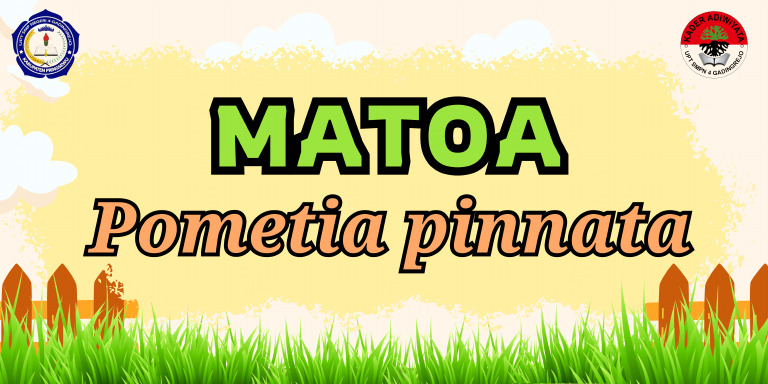 MATOA | PDF