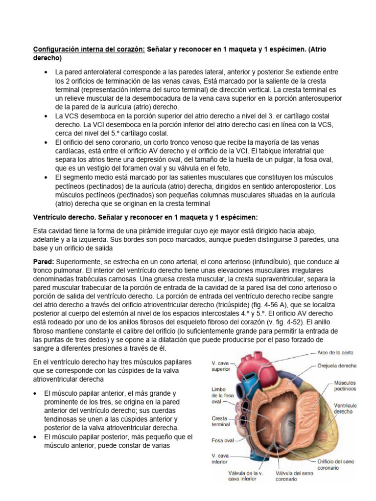 Configuración Interna Del Corazón | PDF | Ventrículo (corazón) | Corazón