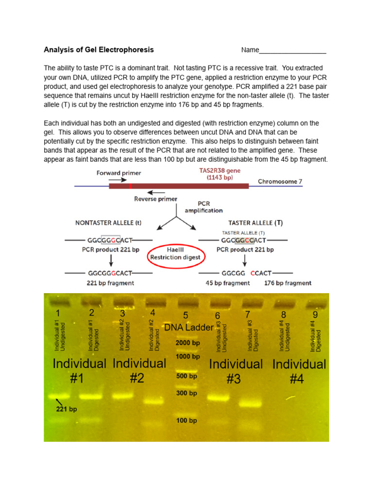 Huong Ly - Analysis of Gel Electrophoresis of PTC Gene | PDF