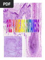 Células de Merkel: Función y Anatomía | PDF | Anatomía | Biología Celular