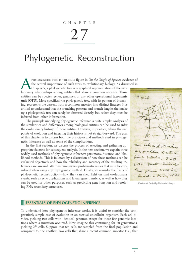 07 Phylogenetic Reconstruction | PDF | Phylogenetic Tree | Sequence Alignment