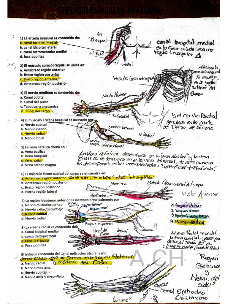 2do Parcial de Anatomía | PDF