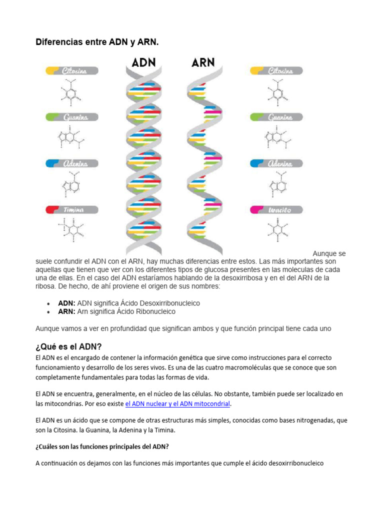 Diferencias Entre ADN y ARN | PDF | Rna | Adn