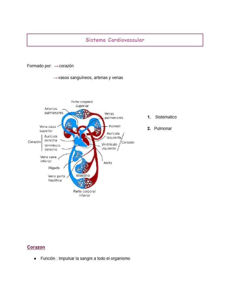 Sistema Cardiovascular: Función y Estructura | PDF | Corazón | Vena