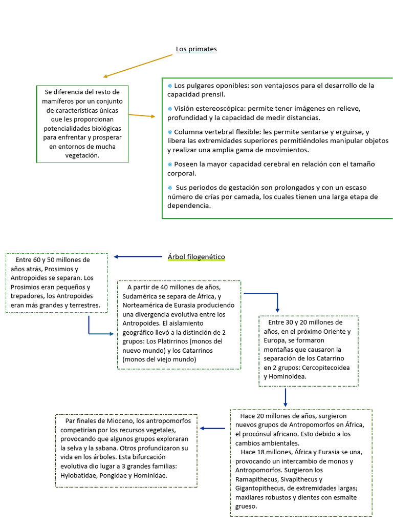 Nuestro Linaje Primate | PDF | Mono | Diente