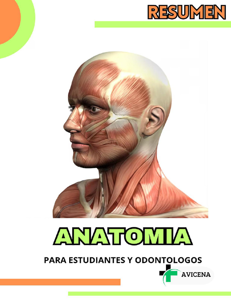 Anatomia Cabeza y Cuello | Descargar gratis PDF | Cabeza y cuello humanos | Sistema esquelético