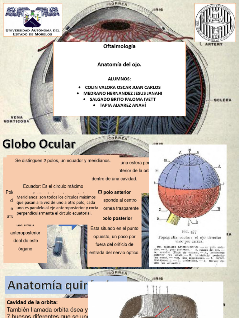 Oftalmo Anatomía | PDF | Ojo humano | Ojo
