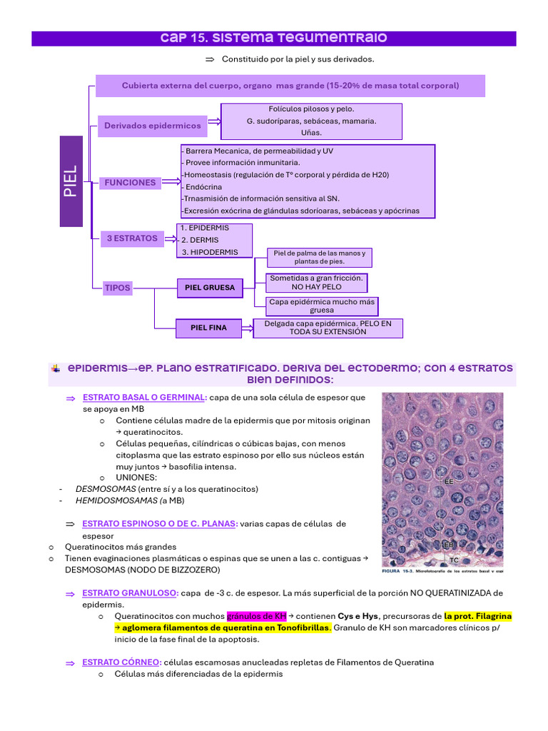 Sistema Tegumentario y sus Estratos | PDF | Piel | Epidermis