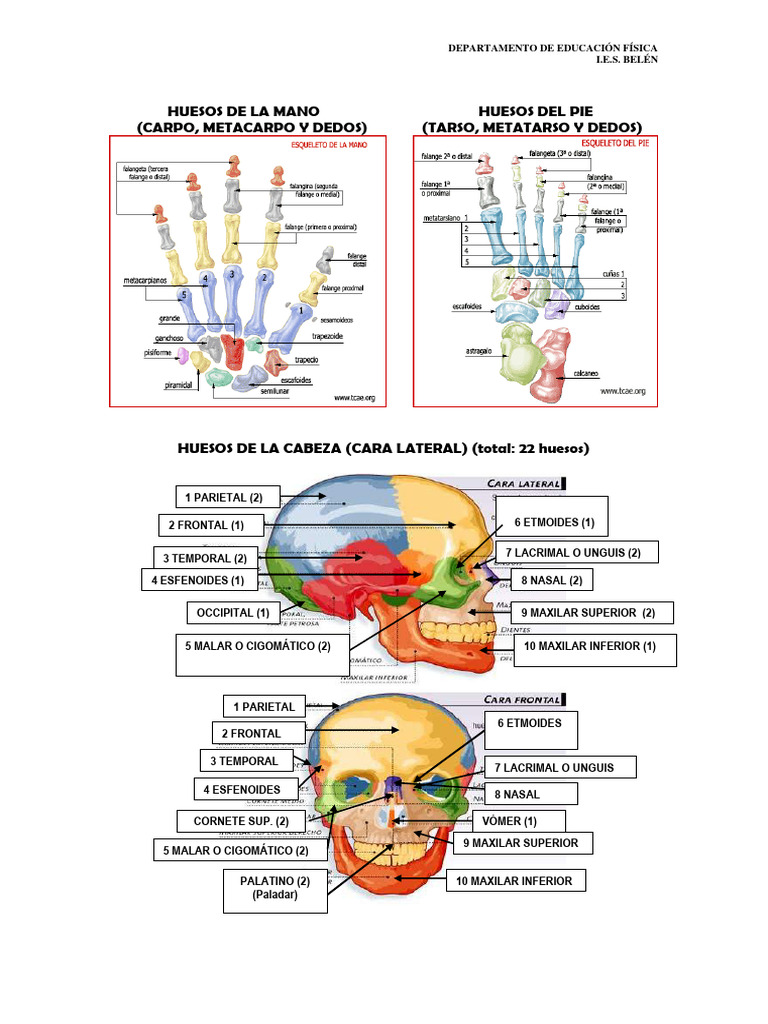 Esqueleto_humano_huesos_de_la_cabeza_manos_y_pies | PDF | Mano | Esqueleto