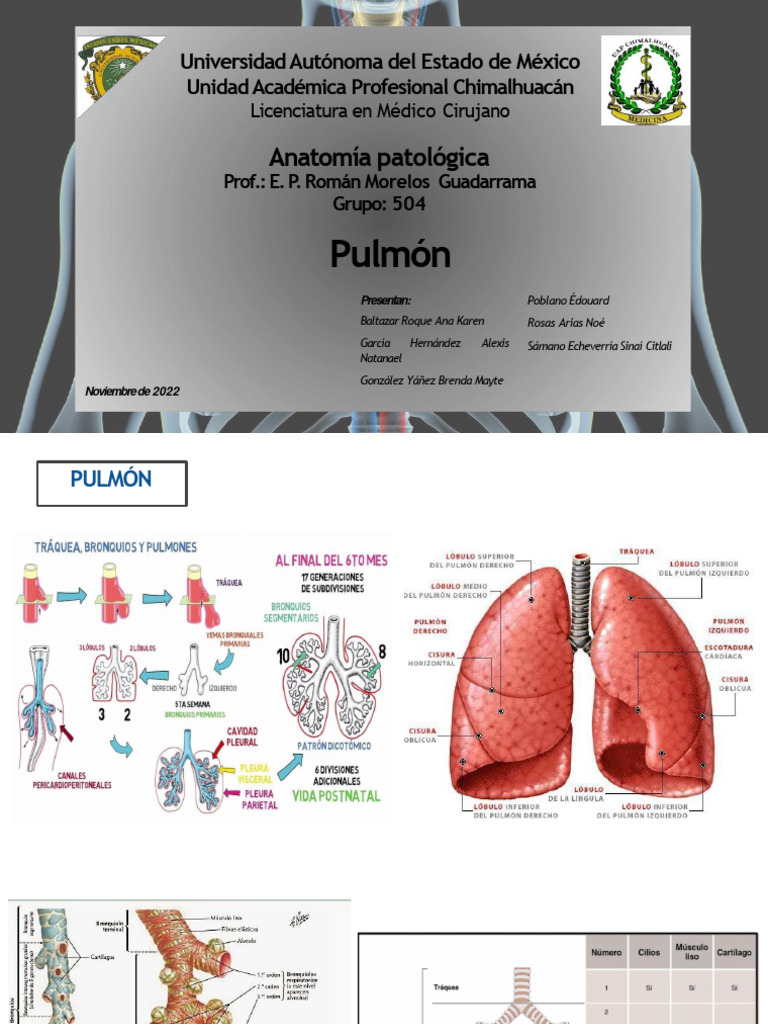 Pulmón - Exposición Anatomía Patológica | PDF | Asma | Influenza