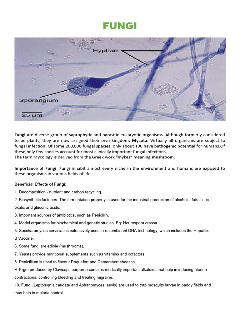 Fungi | PDF | Fungus | Candidiasis