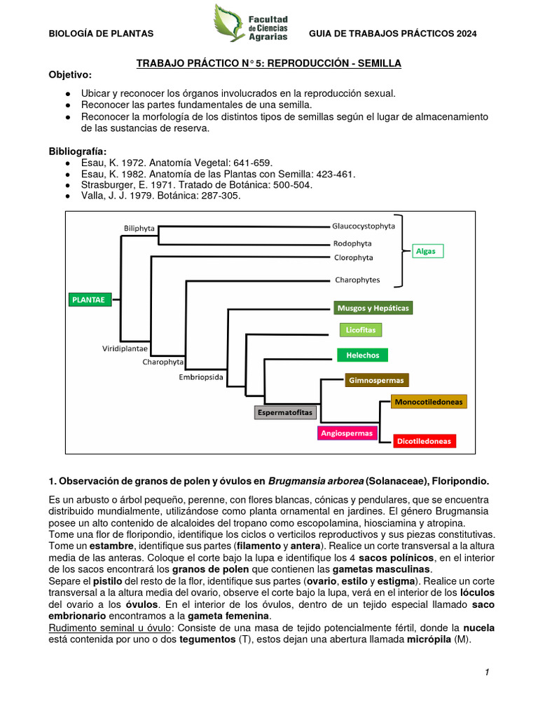 GUIA DE TP N° 5 - REPRODUCCIÓN - SEMILLA - BP 2024 | PDF | Germinación | Flores