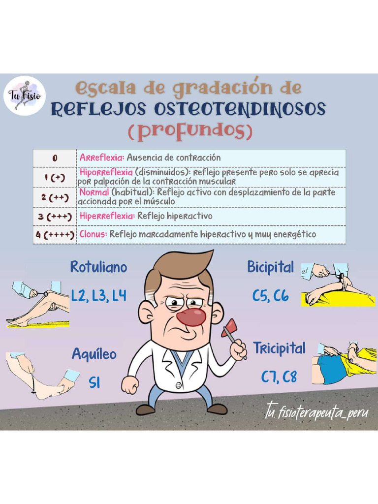 REFLEJOS OSTEOTENDINOSOS | PDF